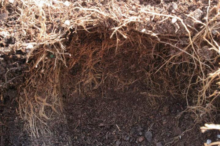 Article: Ollas - Clay Pot Irrigation Systems + DIY Homemade Ollas ...